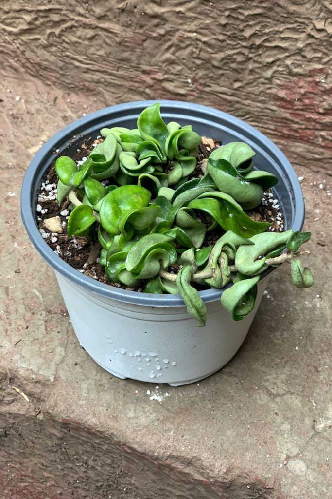 Hoya Carnosa Compacta - Be